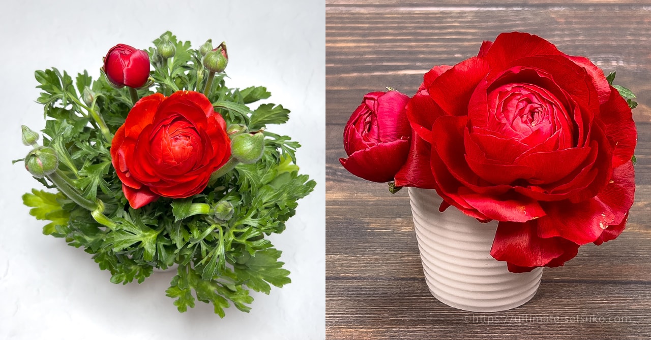 コストコでおすすめの春のお花！ラナンキュラスは明るい色と上品な香りで癒される